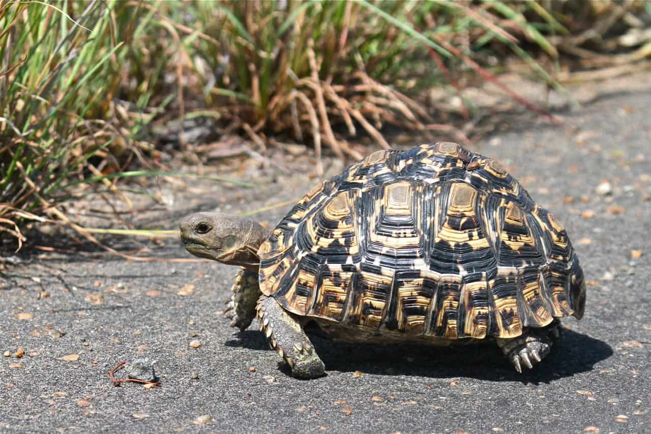 The best places to spot Africa’s Small Five | Discover Africa