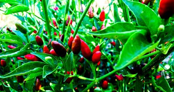 Mozambique’s Obsession With Peri-Peri | Discover Africa