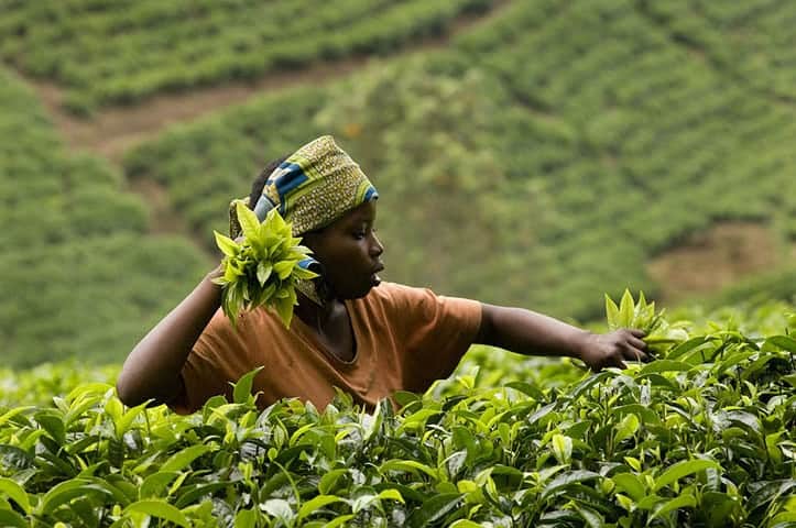 Rwanda: A Look at Africa’s Tea Capital | Discover Africa