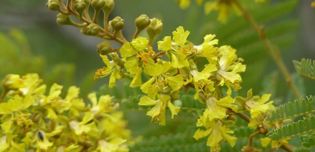 The Secrets of the Weeping Wattle Tree | Discover Africa