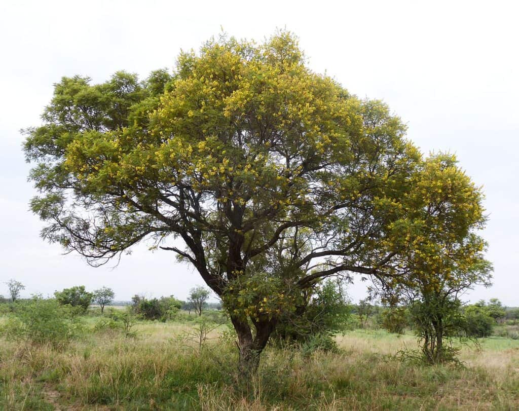 The Secrets of the Weeping Wattle Tree | Discover Africa