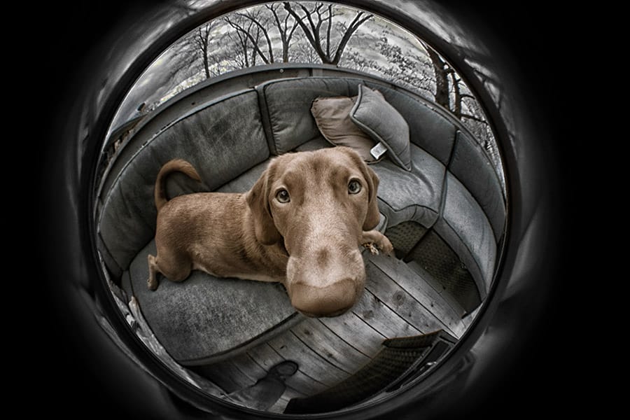 Safari photography: an amateur’s guide to getting your first wildlife ...