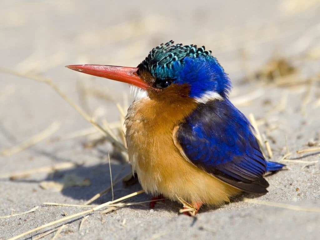 An Introduction to Zimbabwe's Wild Safari Animals | Discover Africa