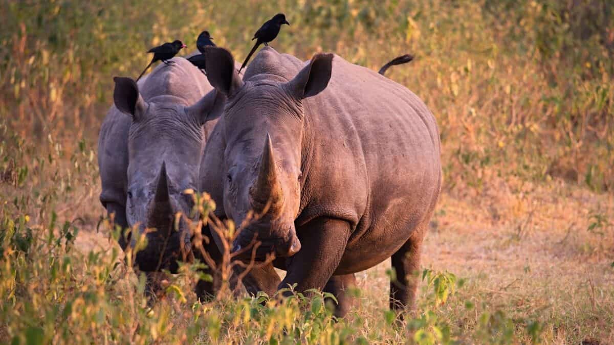 Uganda Safaris & Vacations - Safari in Uganda