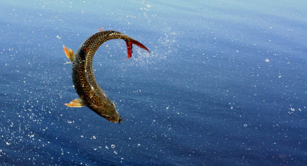 Western Okavango Delta | Discover Africa