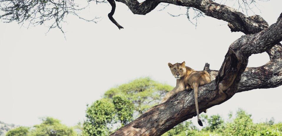 Meet the Tree-climbing Lions of East Africa | Discover Africa