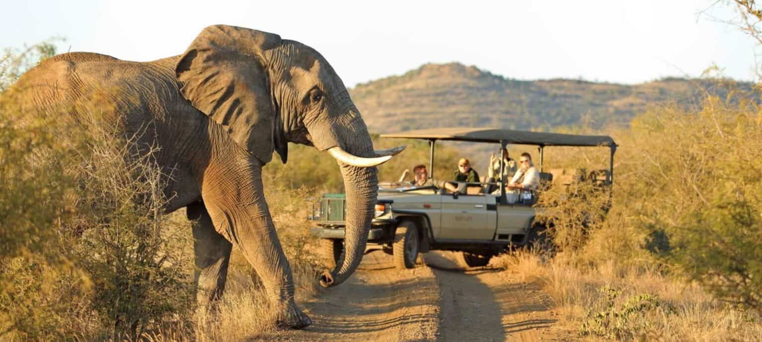 Five Things to Consider Before Planning Your SA Safari | Discover Africa