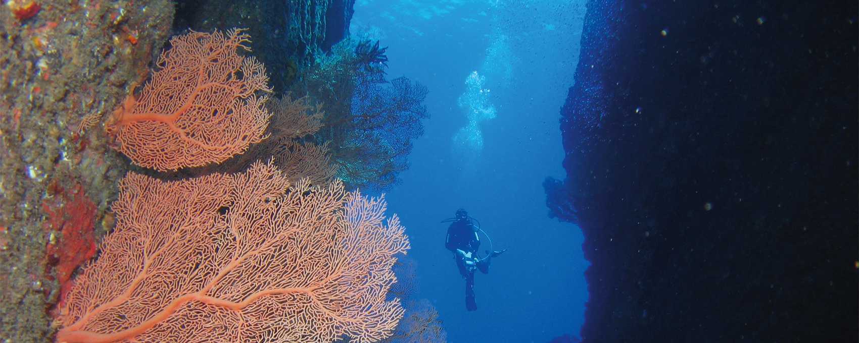 Wildlife, Flora and Fauna of Mauritius | Discover Africa