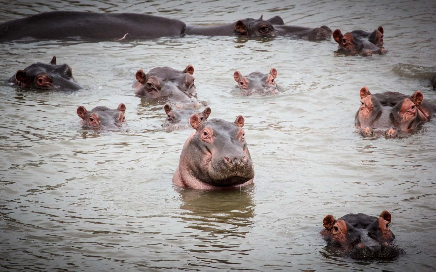 Top five places to spot hippos in Africa | Discover Africa