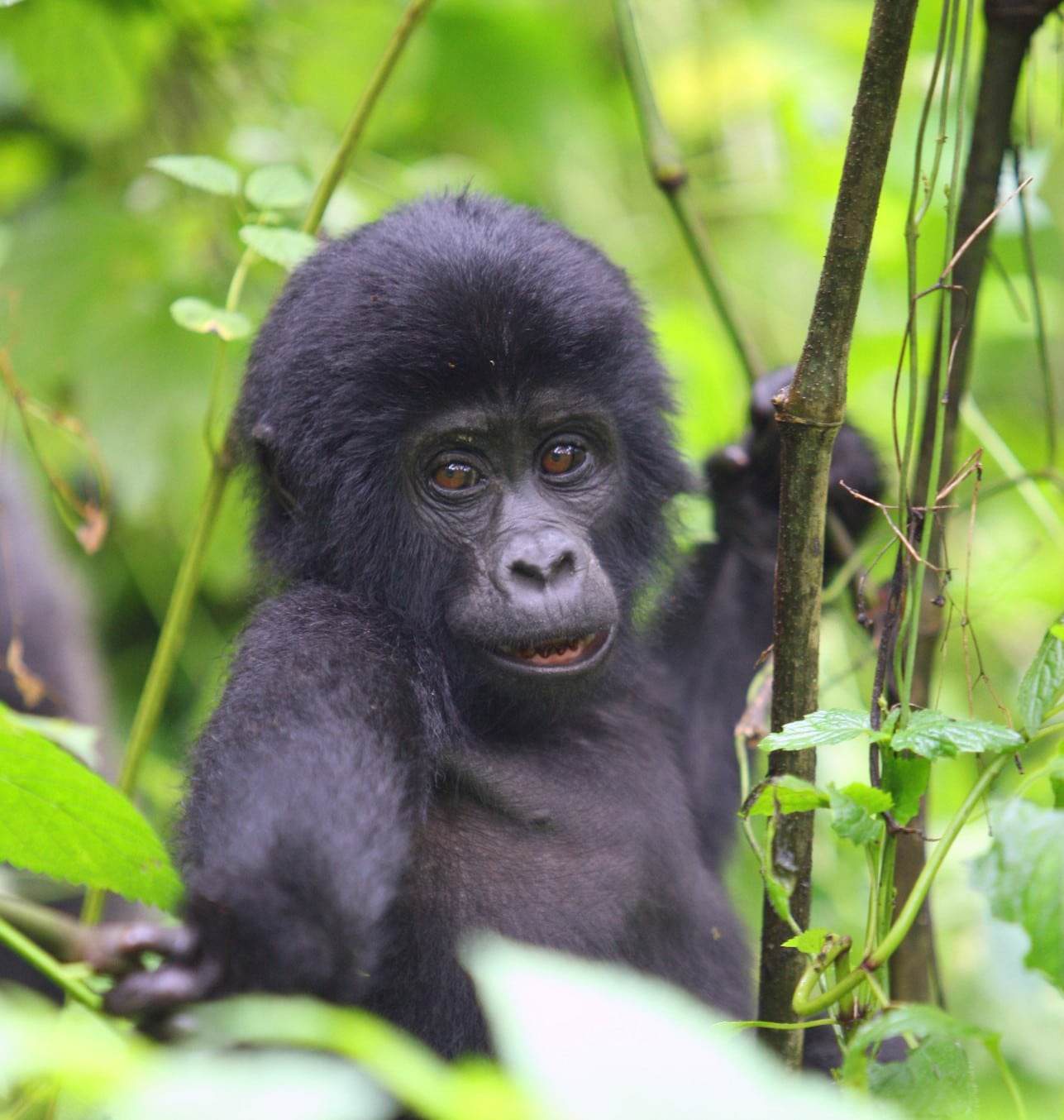 Meet The Primates of Uganda & Rwanda | 12 Day Tour | Discover Africa ...