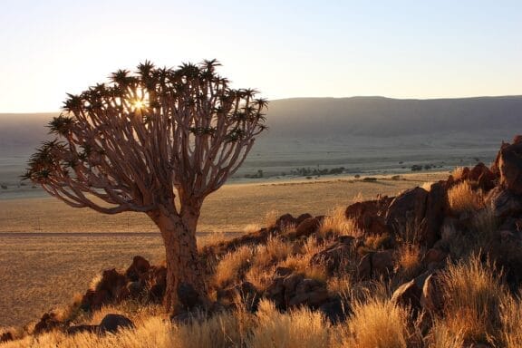 5 of The Most Unique Plants in Namibia | Discover Africa