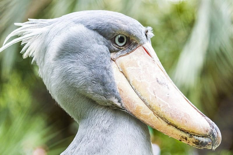 What in the world is a Shoebill? | Discover Africa