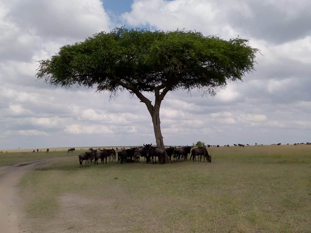 great herds on the Topi Plains close to the Keekorok area | Discover Africa