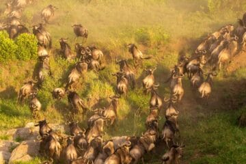 The 3 Best Great Migration Safari Tours of 2024 | Discover Africa