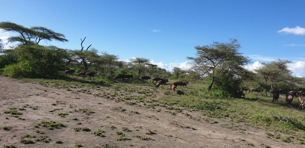 Great migration on the Lake Ndutu running through the Ndutu plains ...