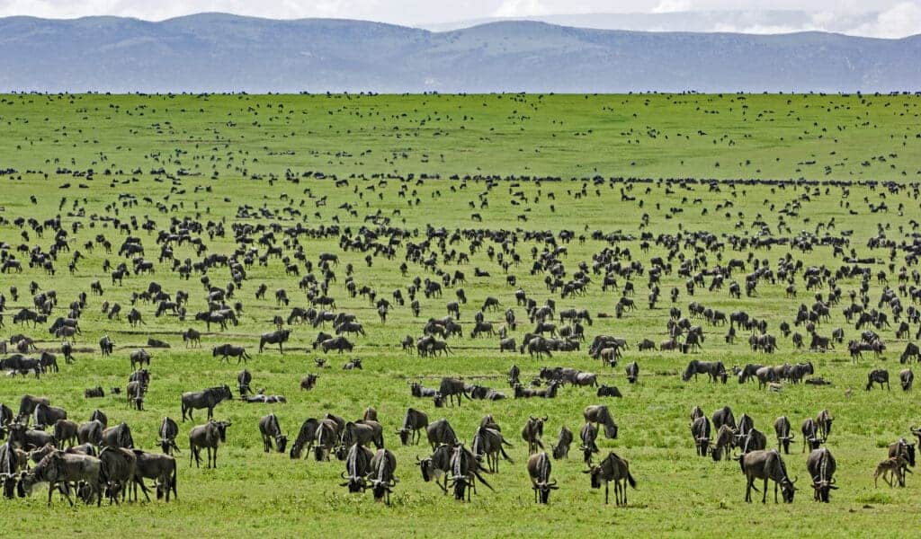 A Guide to Identifying the Most Commonly Seen Animals on a Safari in ...