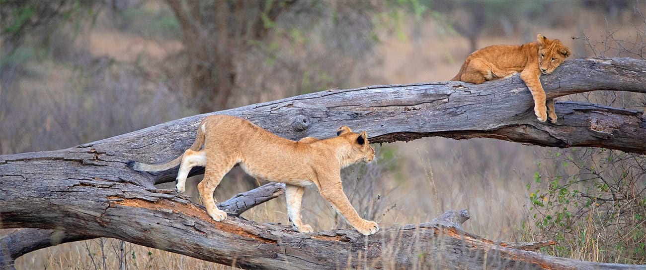 Meru View Lodge Meru View Lodge, Arusha | Discover Africa