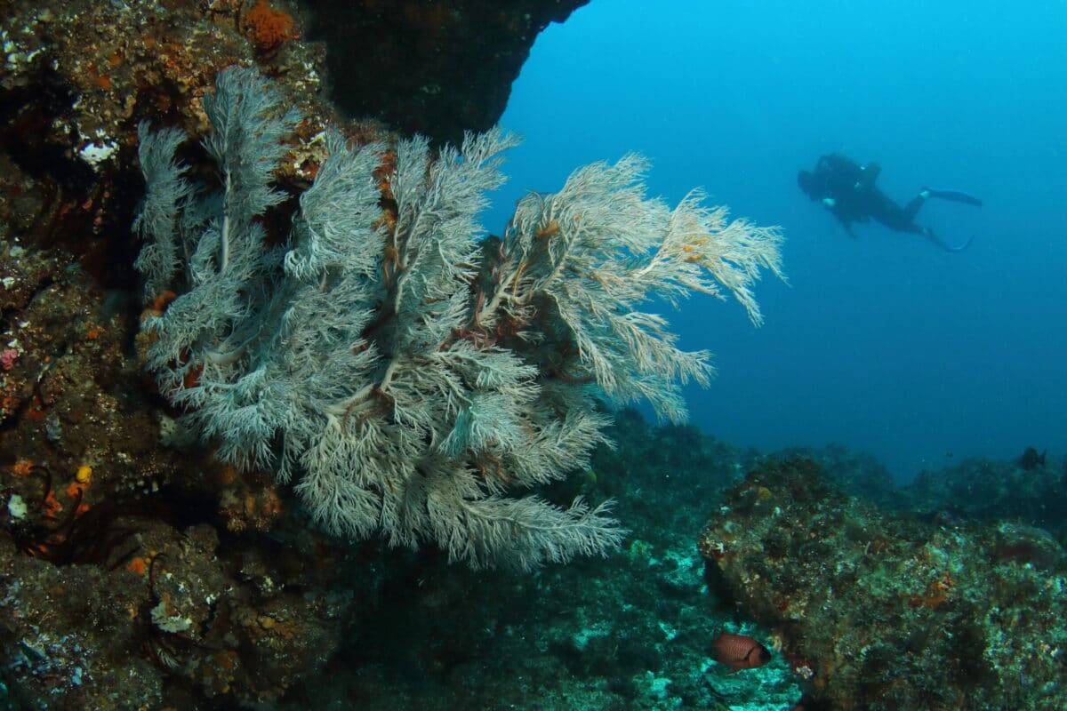 Dive into South Africa’s Top 5 Reefs | Discover Africa