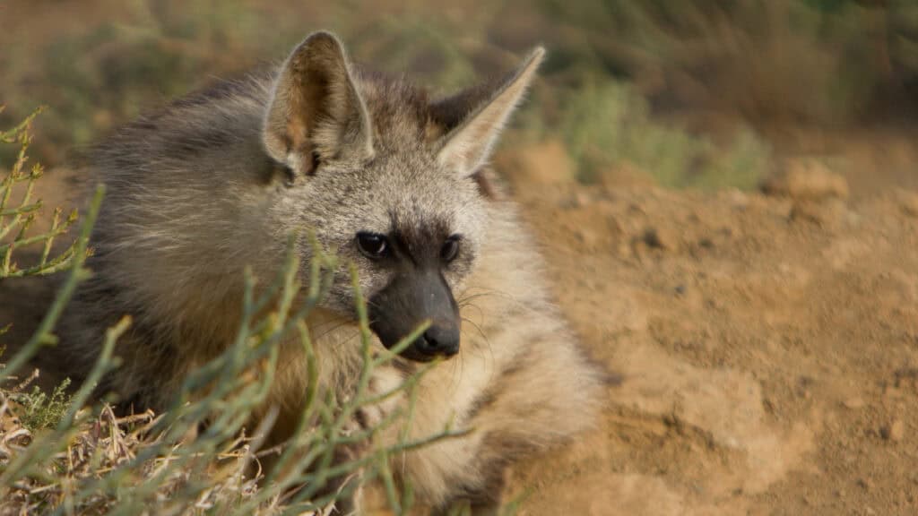 Discovering Botswana's Wildlife: 9 Animals You Can Find in This African ...