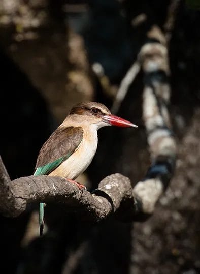 Musekese | Discover Africa Safaris