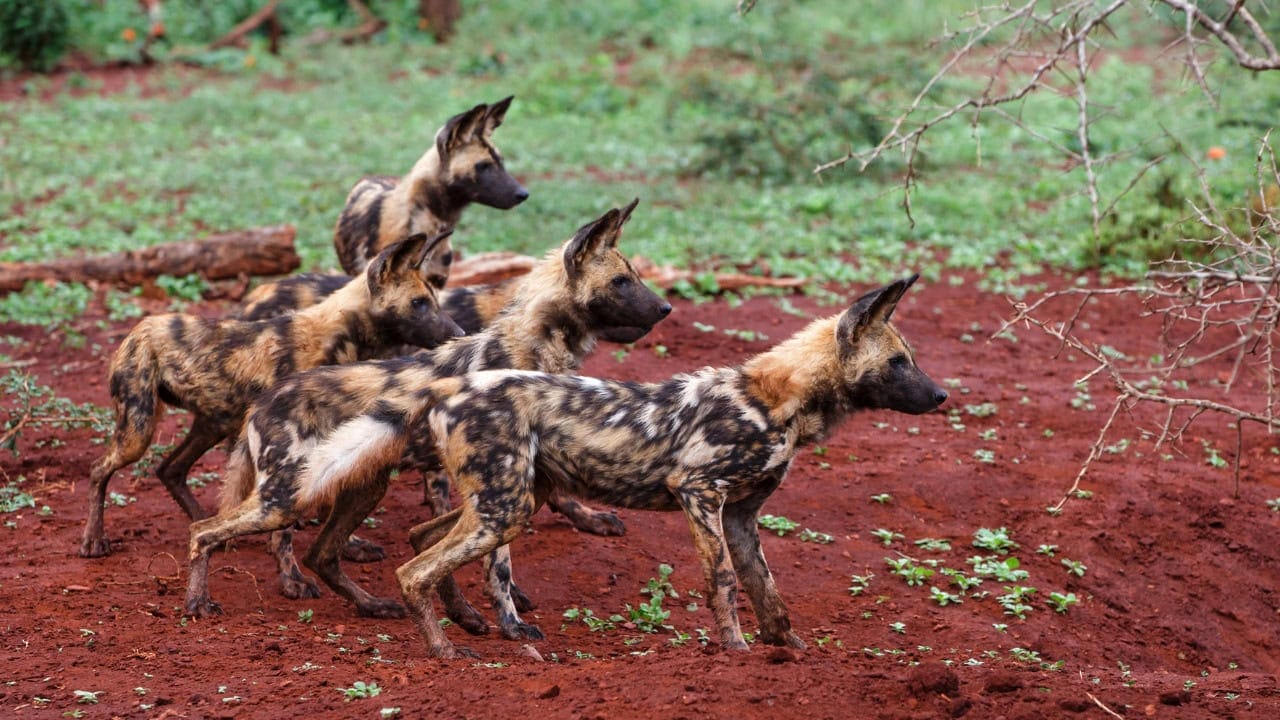 African Wild Dogs | Discover Africa