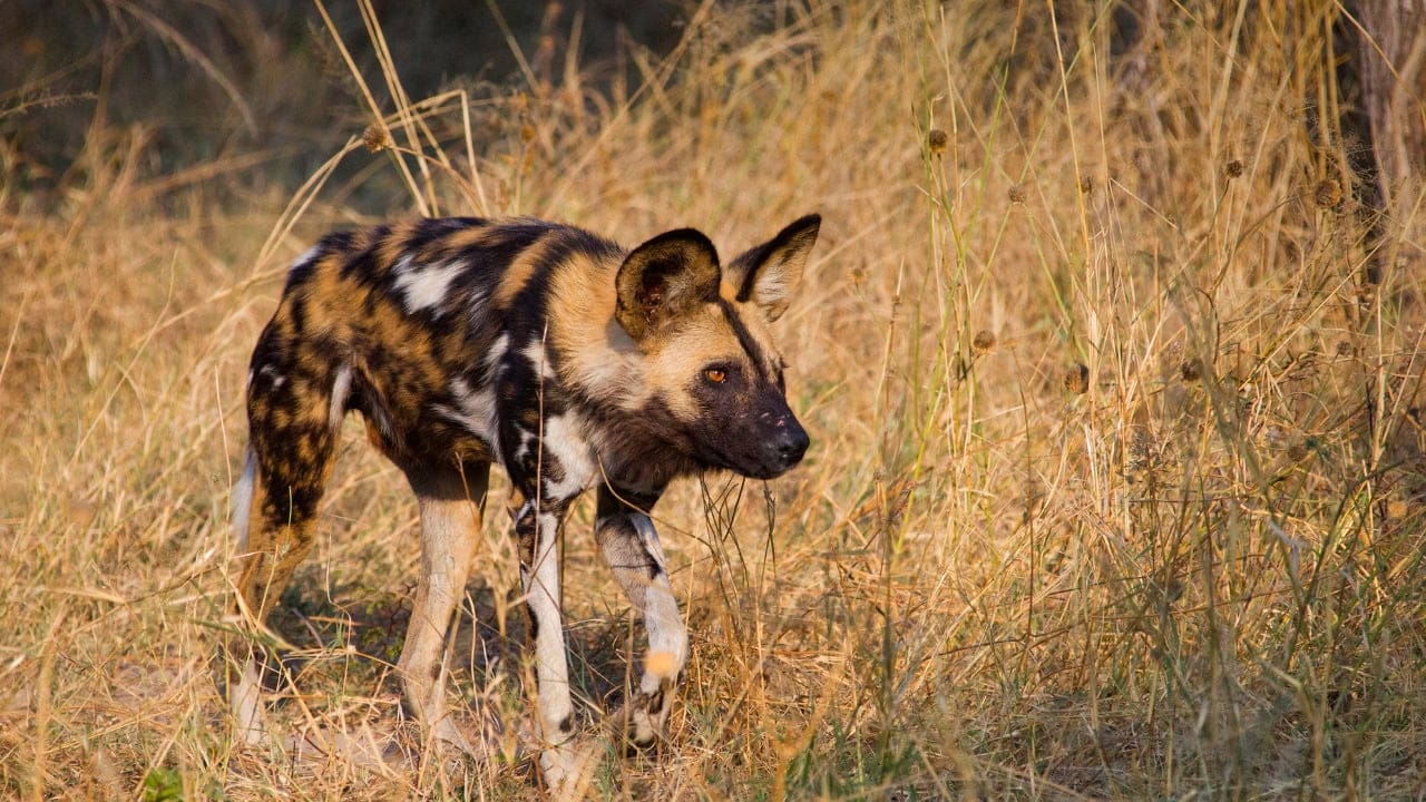 African Animals You Must See Before They're Extinct | Discover Africa