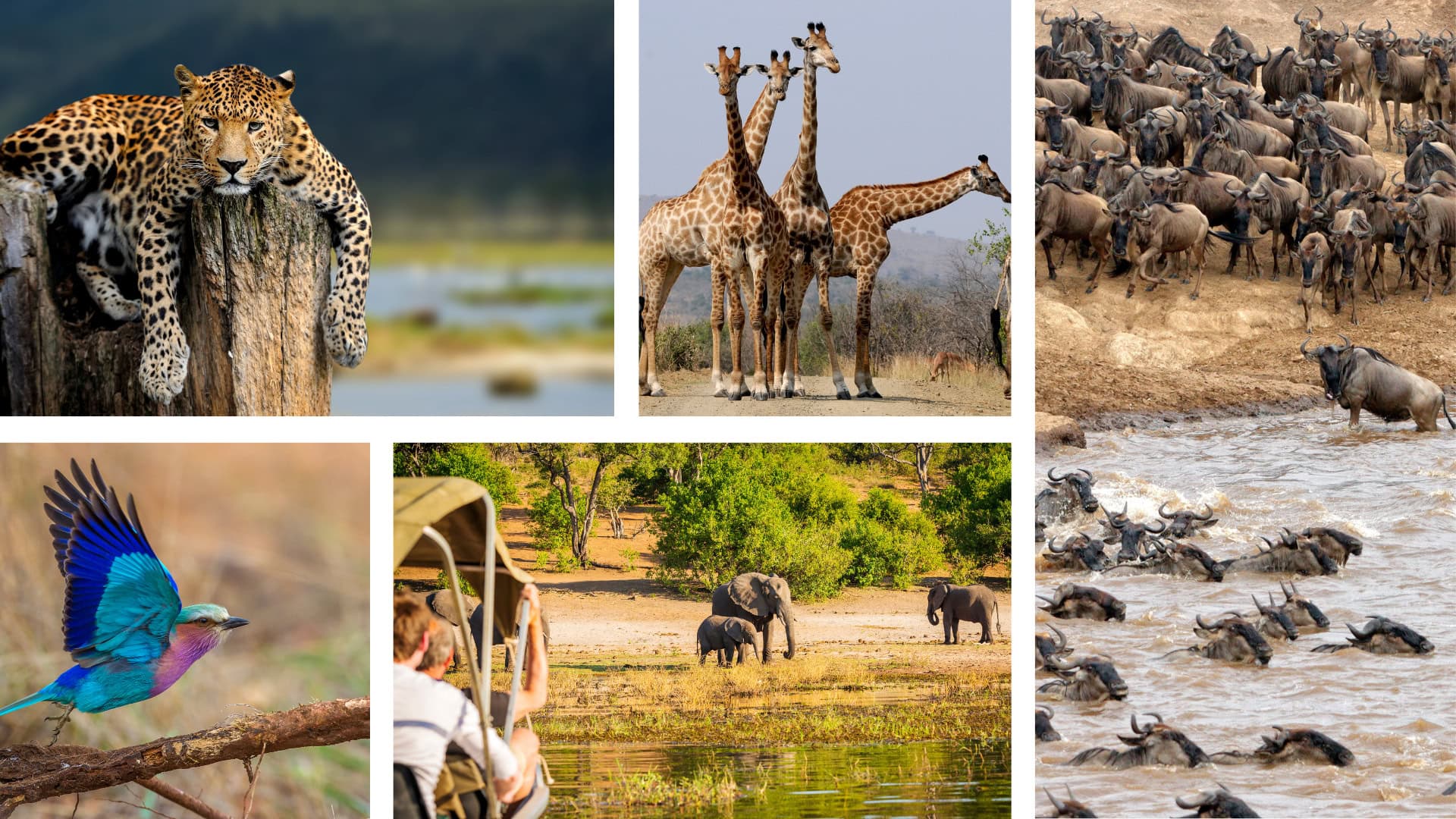 Best Time to Go on Safari (Calendar) | Discover Africa