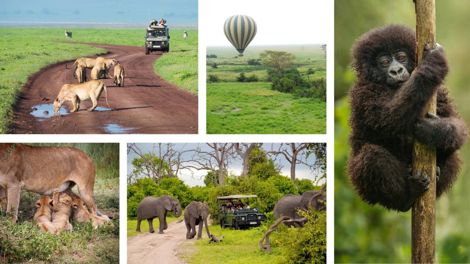 Best Time to Go on Safari (Calendar) | Discover Africa