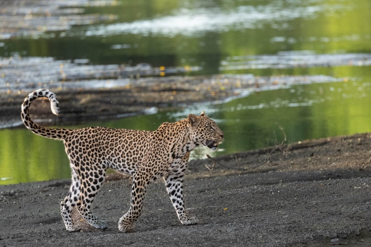 Mashatu Land of the Giants Safari (5 days) | Discover Africa