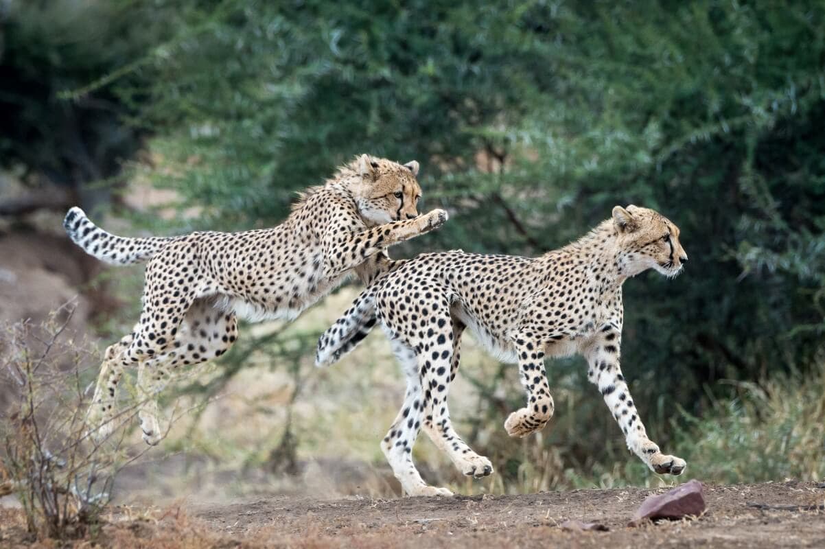 Mashatu Land of the Giants Safari (5 days) | Discover Africa