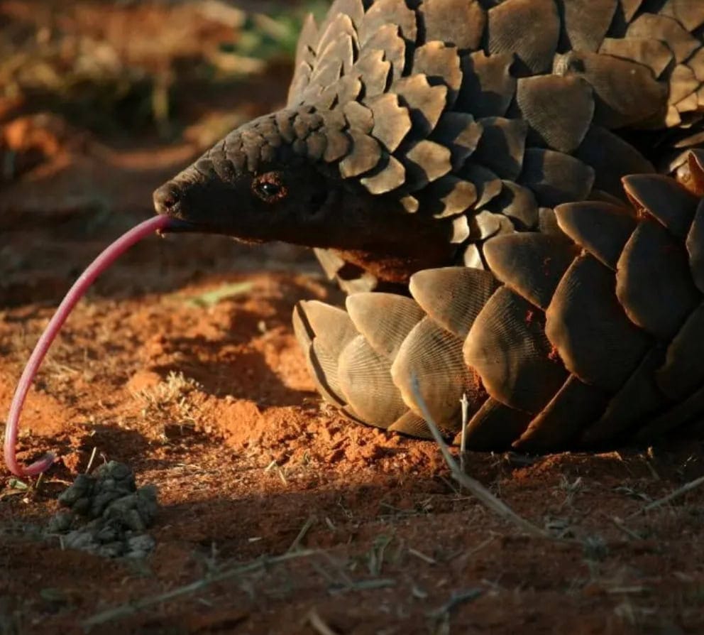 Saving the Scaly Anteaters: How to See and Protect Pangolins in Africa ...