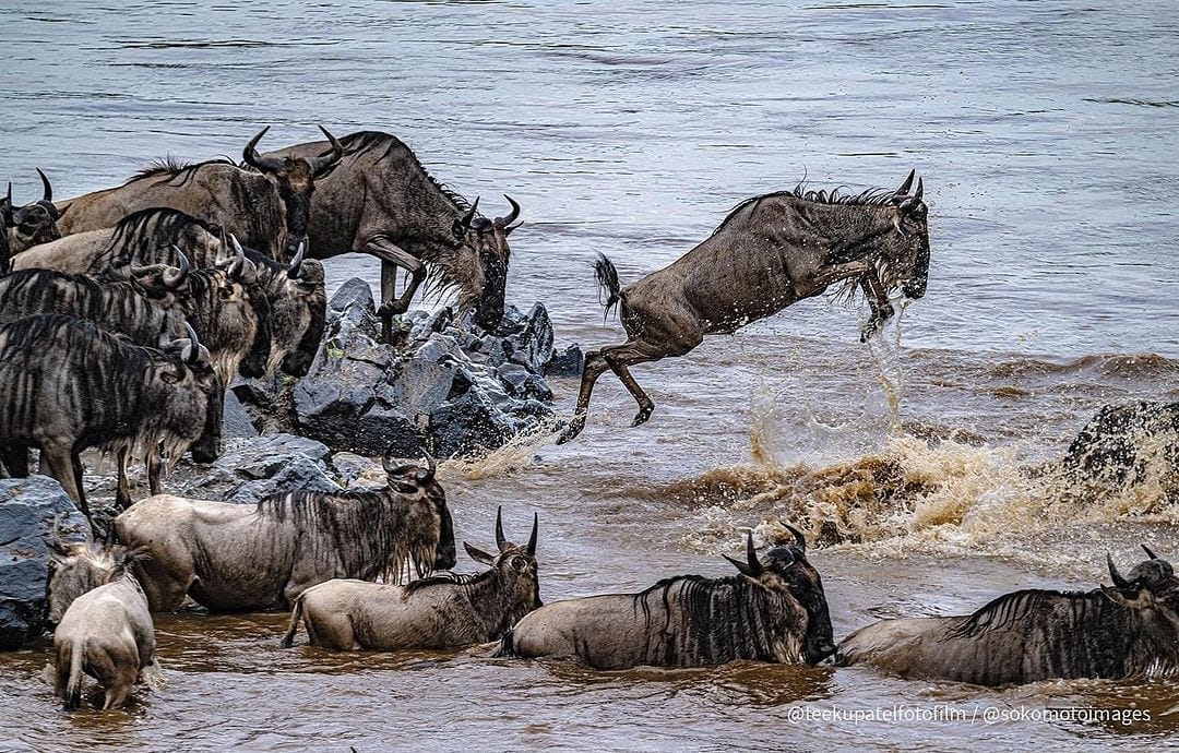 Sokomoto Images | Herdtracker Contributor | Discover Africa