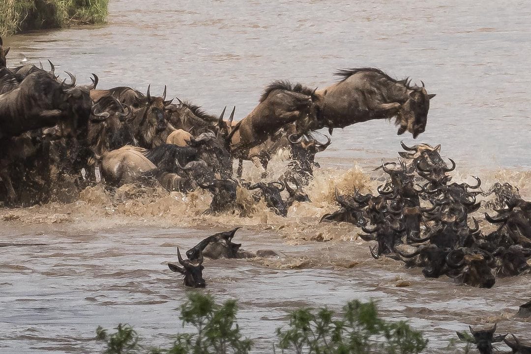 Tanzania and Kenya's Top Great Migration River Crossings