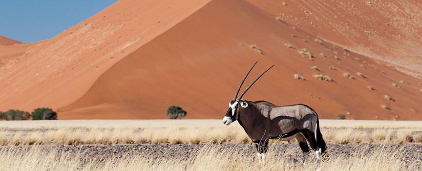 Kulala Adventurer Camp | Discover Africa