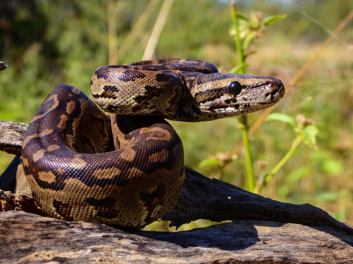 8 Of The Scariest Reptiles You Can Find In Africa | Discover Africa