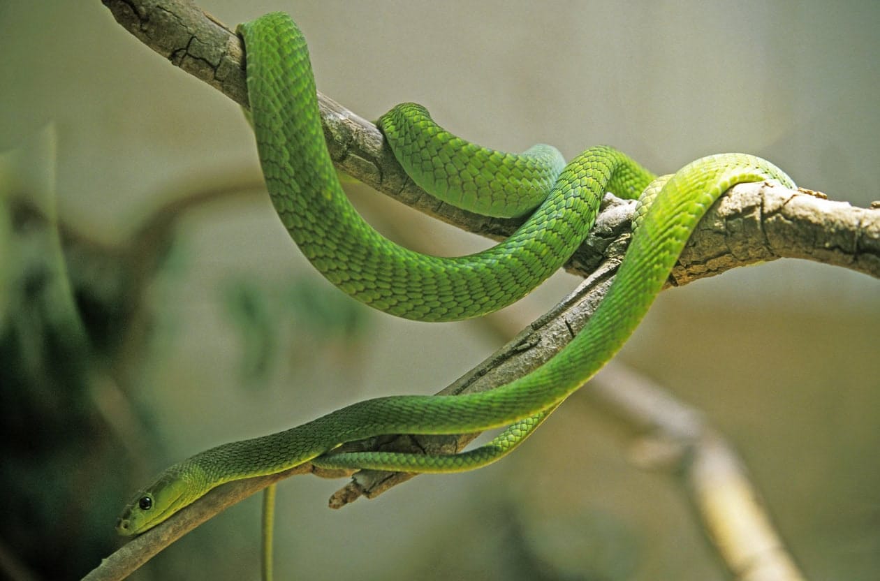 8 Of The Scariest Reptiles You Can Find In Africa | Discover Africa