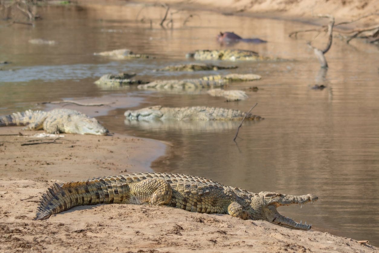 8 Of The Scariest Reptiles You Can Find In Africa | Discover Africa