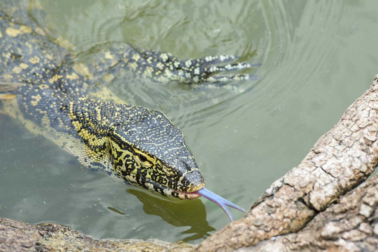 8 Of The Scariest Reptiles You Can Find In Africa | Discover Africa