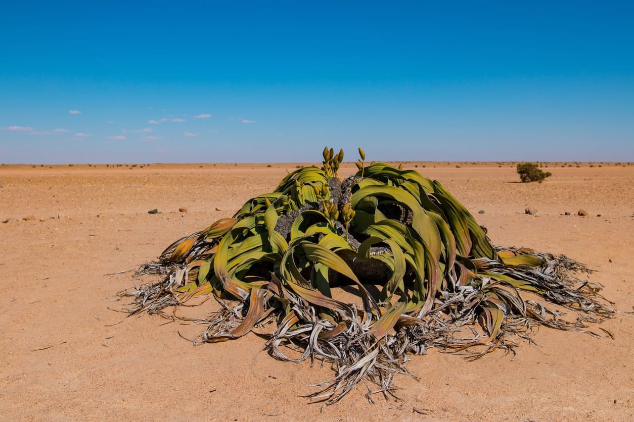 5 of The Most Unique Plants in Namibia | Discover Africa