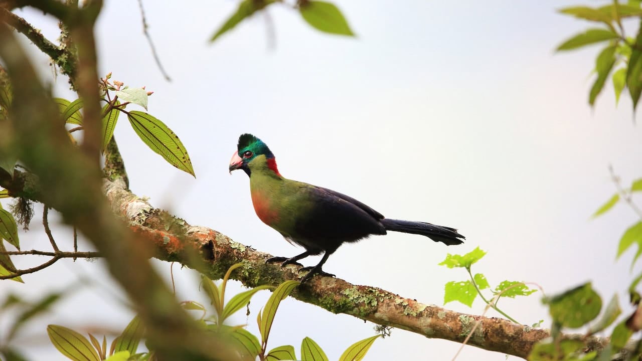 10 Birds to Spot on a Safari in Rwanda | Discover Africa