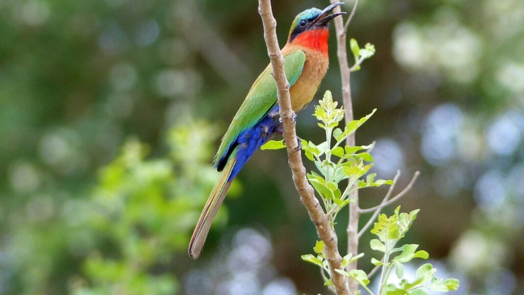 10 Birds to Spot on a Safari in Rwanda | Discover Africa