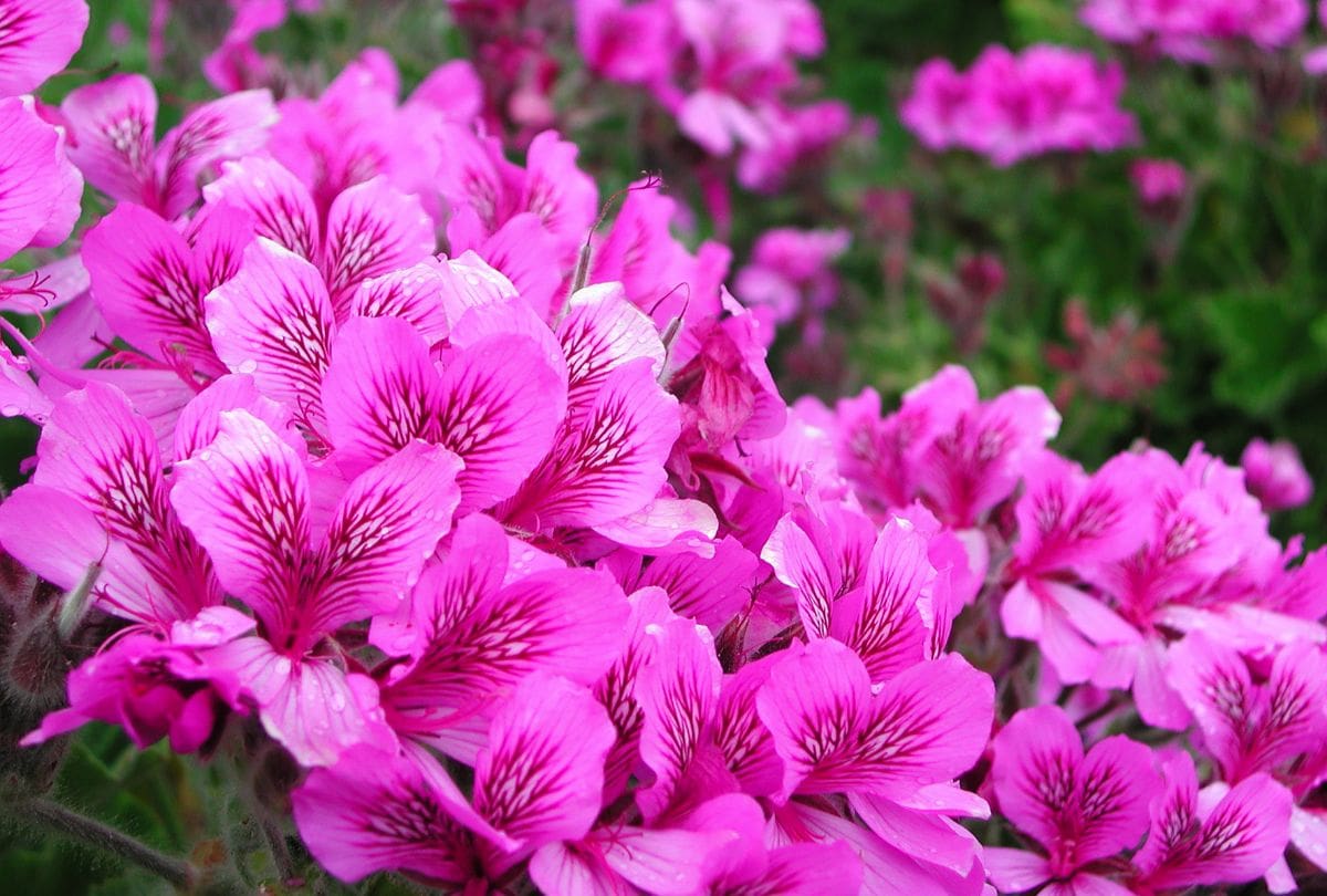 5 Of the Most Unique Plants In South Africa | Discover Africa