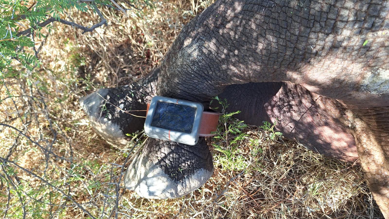 Addo Deploys AI Collar Tracking to Combat Rhino Poaching | Discover Africa