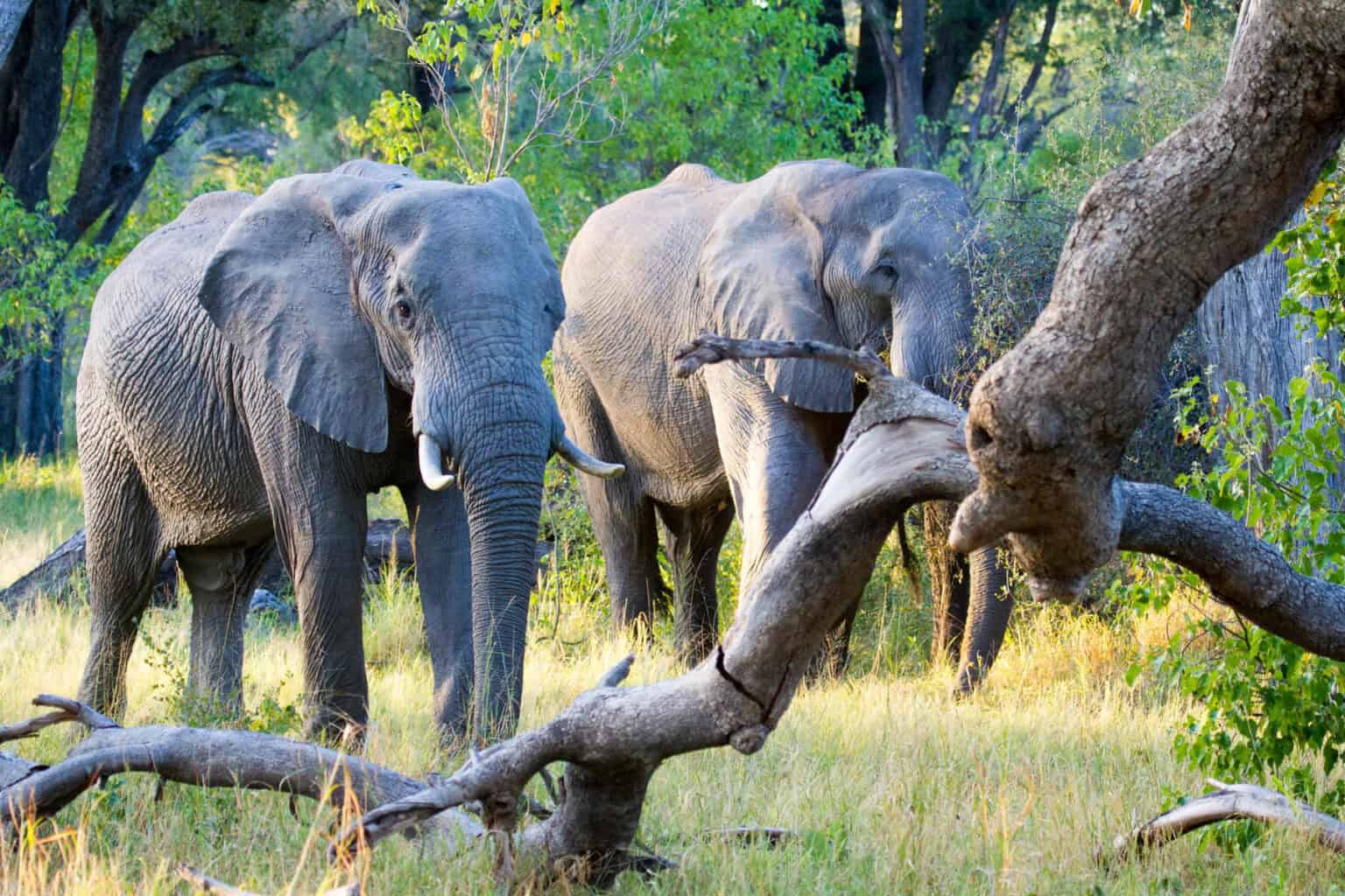 Guide to Moremi Game Reserve in Botswana | Discover Africa
