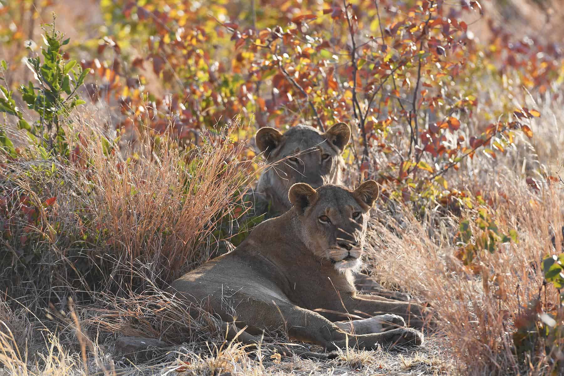 Robins Camp Robins Camp, Western Hwange National Park, Zimbabwe ...