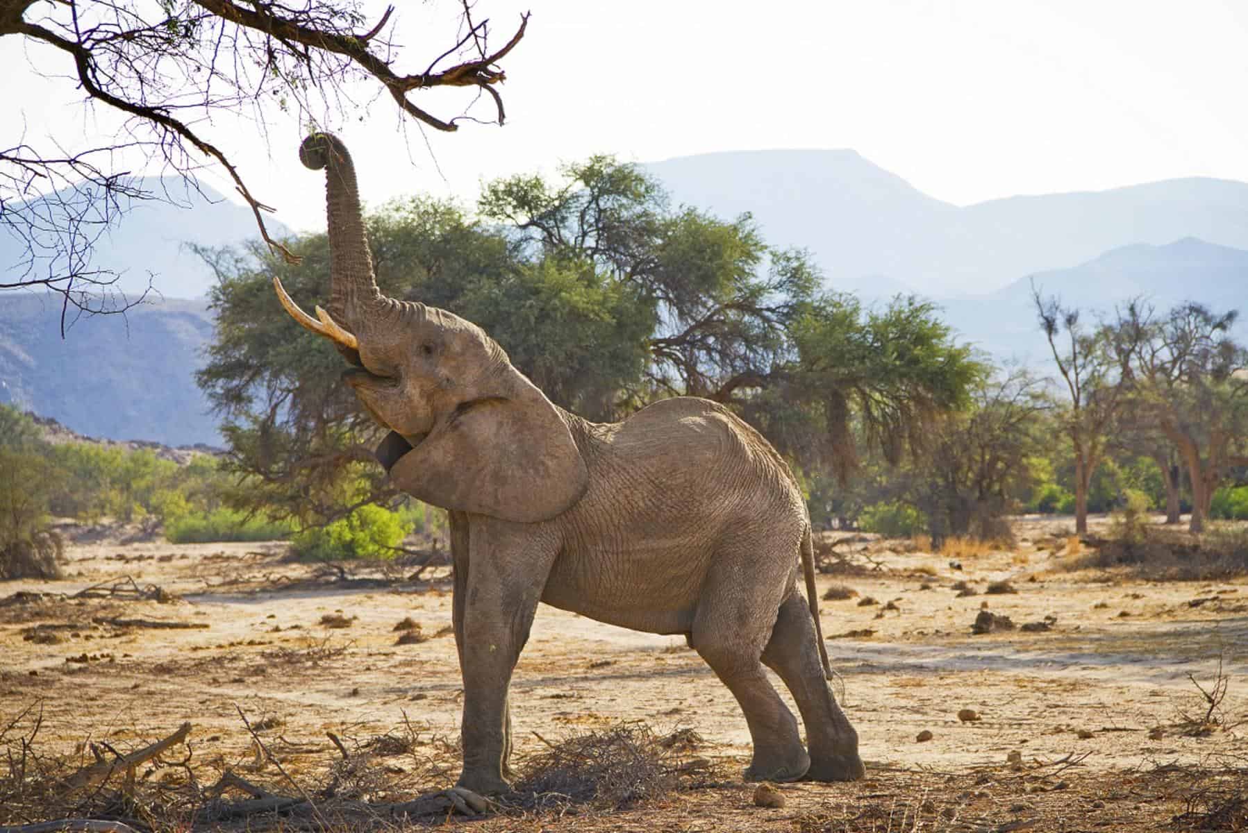 Meet the African Elephant - Facts and Photos | Discover Africa