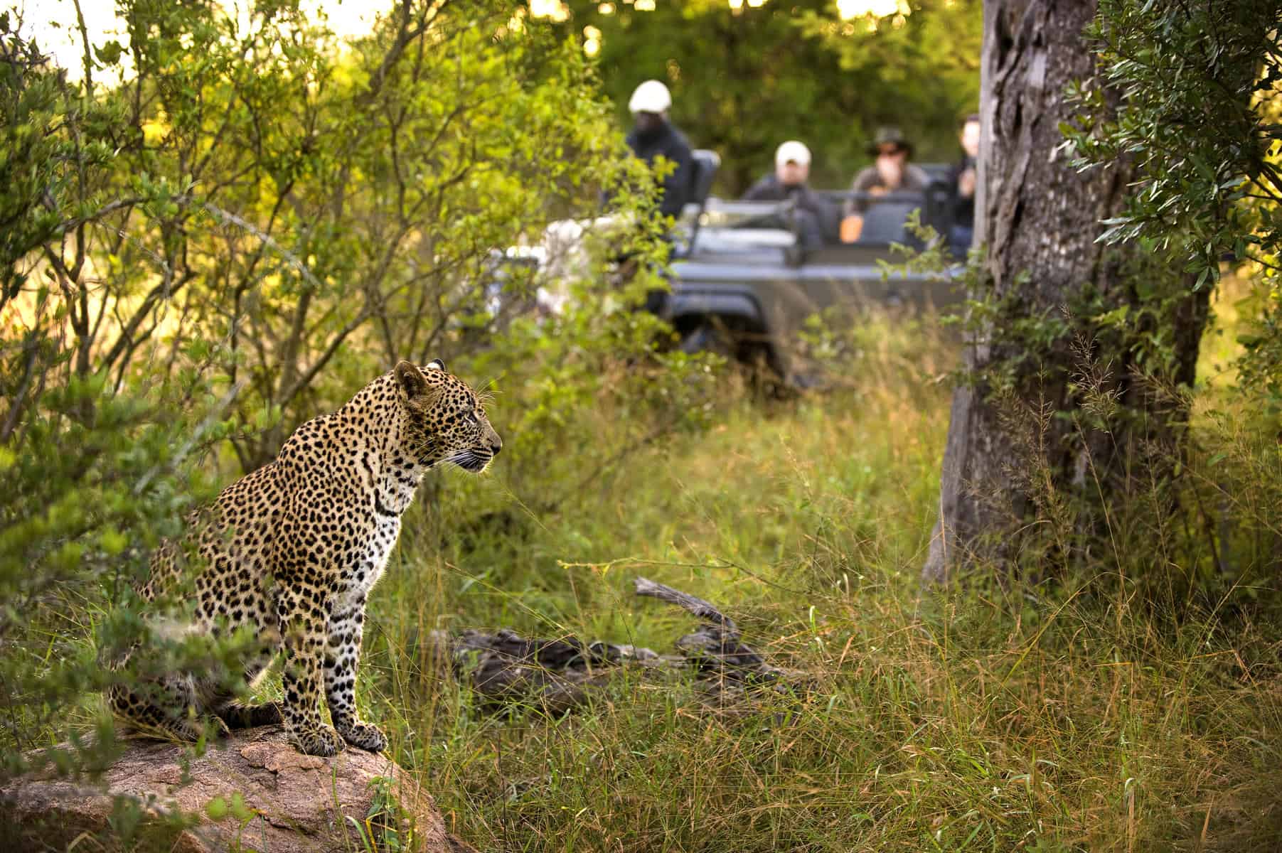 How Do African Leopards Hunt in the Dark? | Discover Africa Safaris