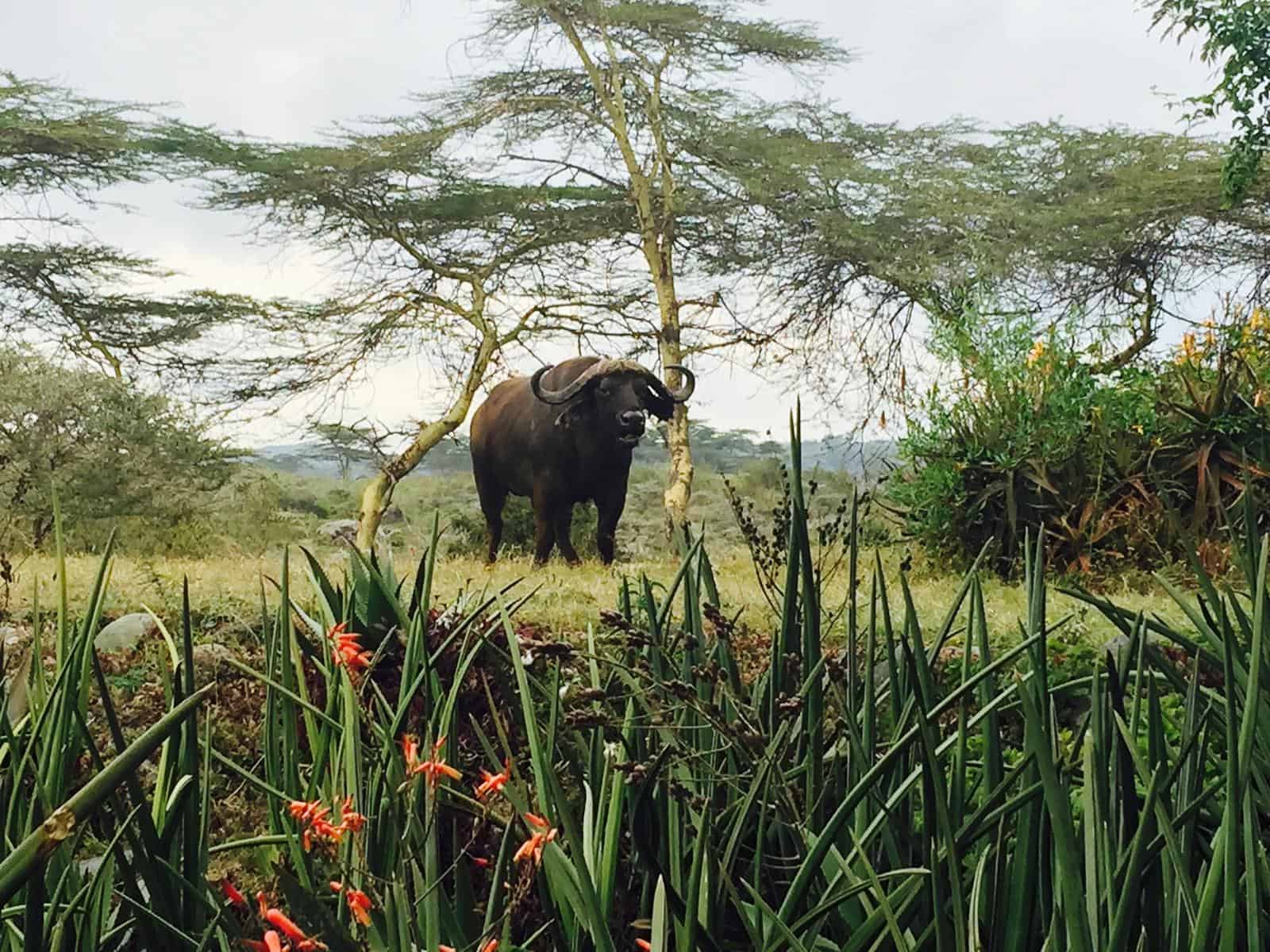Hatari Lodge Hatari Lodge, Arusha National Park, Tanzania | Discover Africa