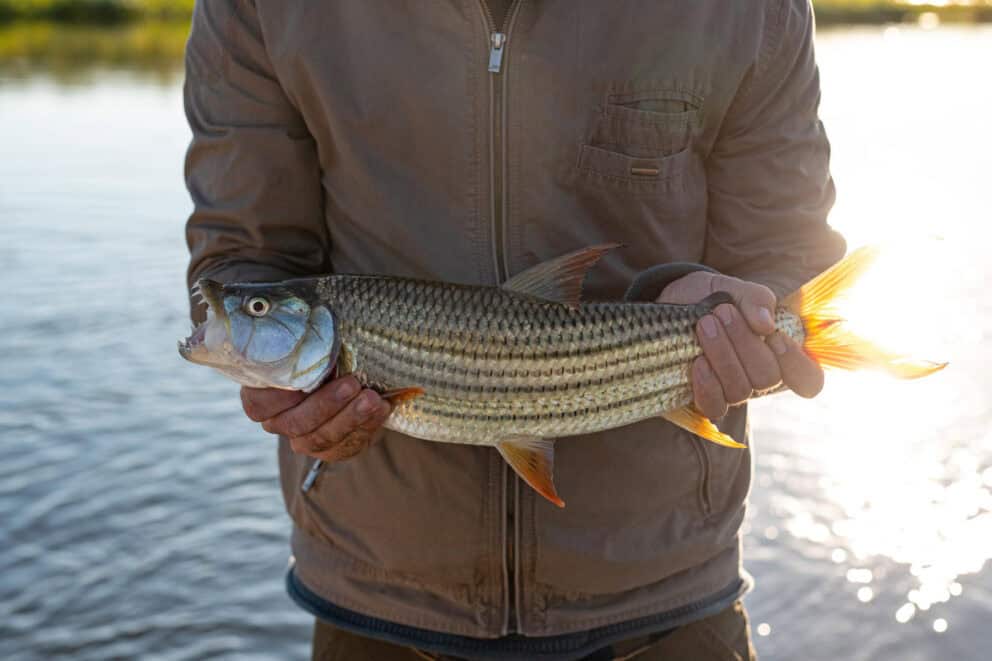 Ultimate Tiger Fishing Adventure: Chobe River Experience & Tips for ...