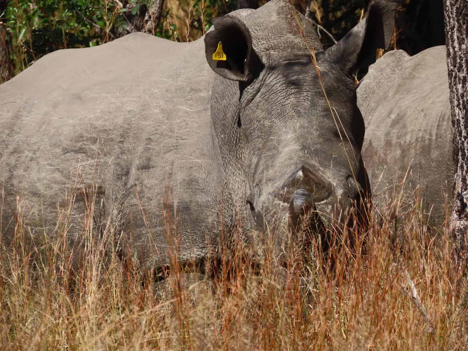 Shashani, Matobo Hills Shashani Matobo Hills Lodge, Matobo National ...